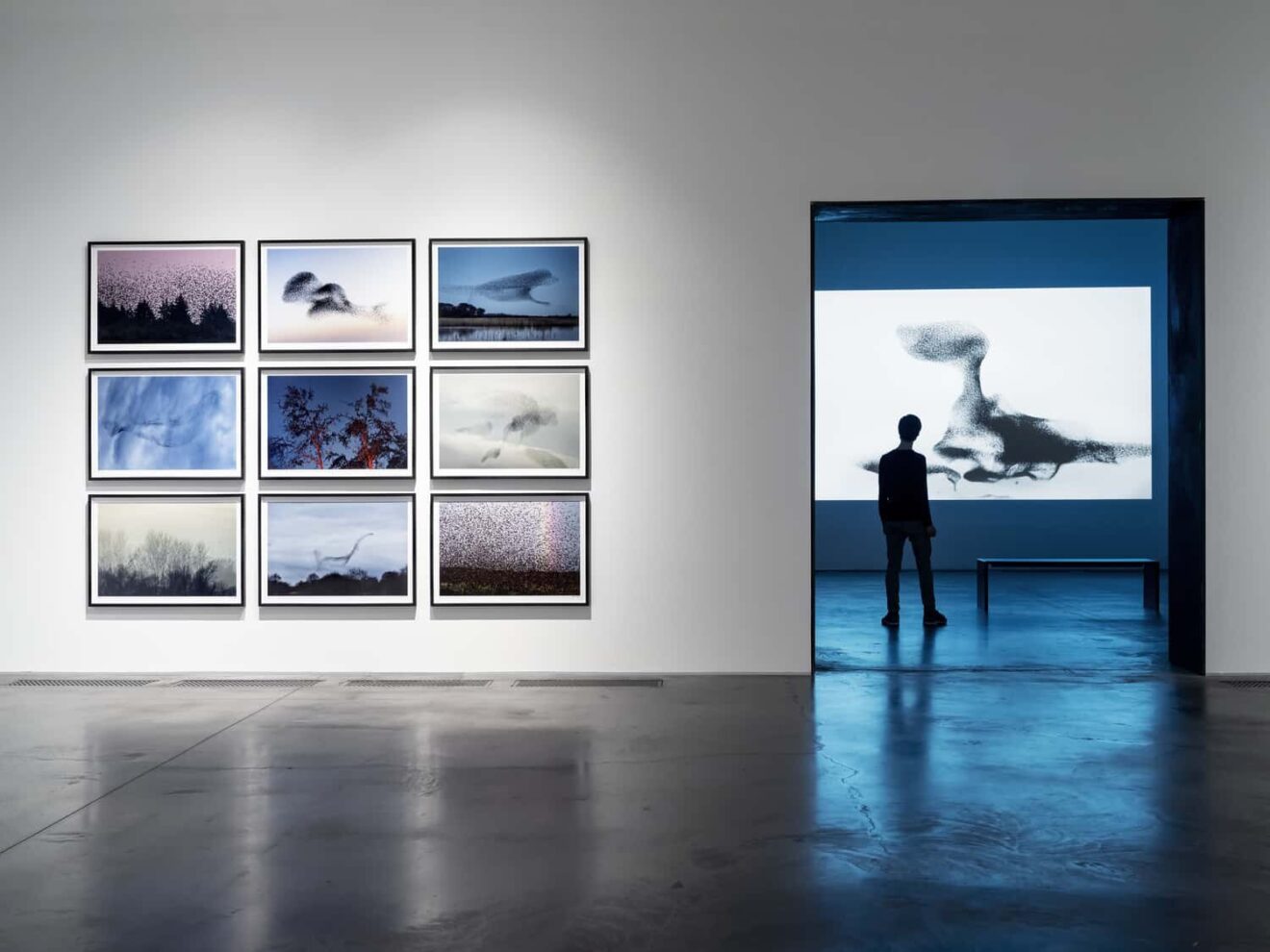 Black Sun Created By Soren Solkaer Inking Starling Murmurations In ...