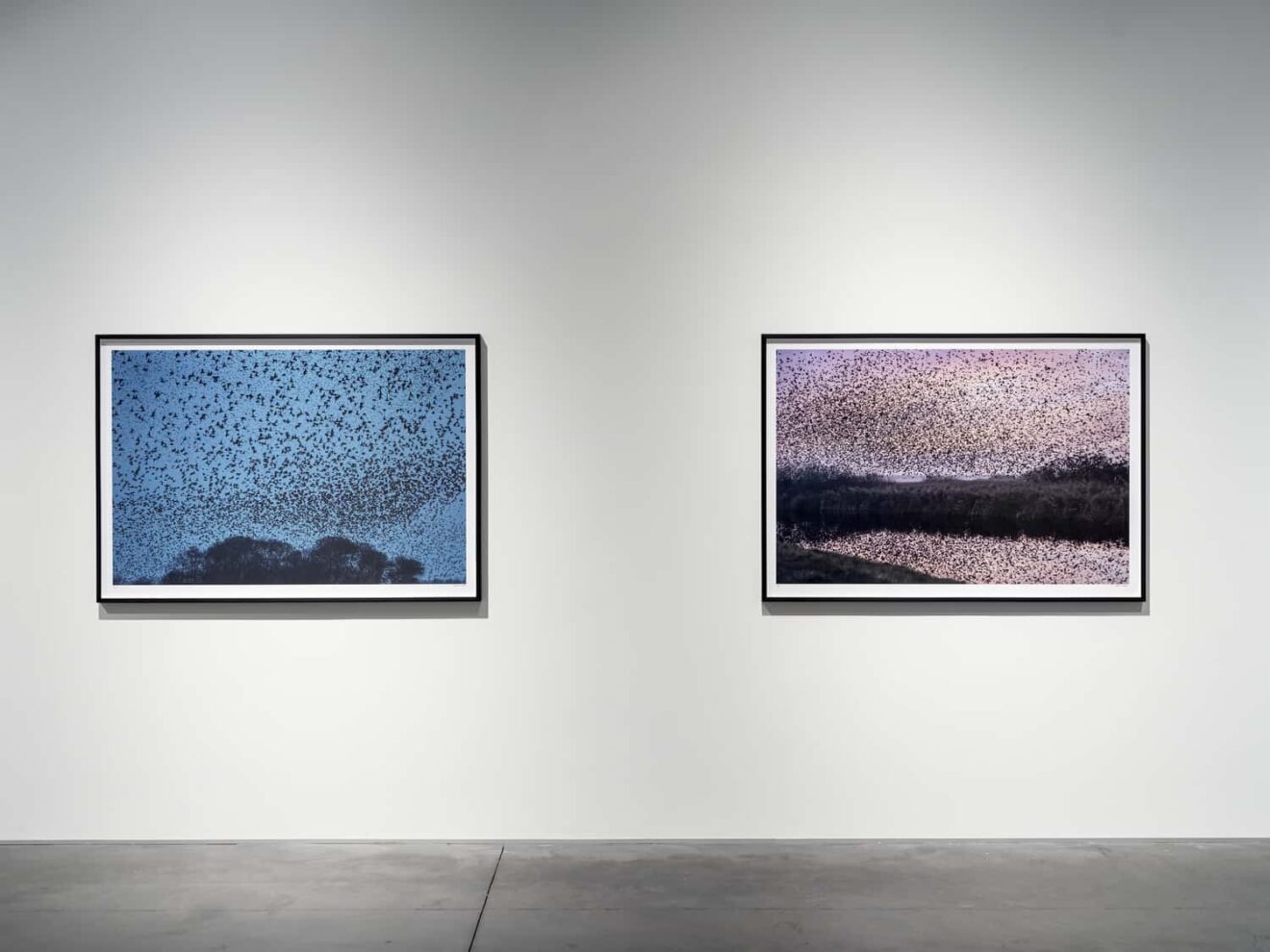 Black Sun Created By Soren Solkaer Inking Starling Murmurations In ...