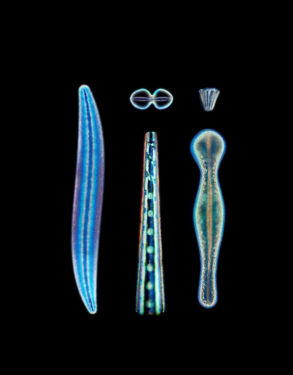 'Diatoms' by Optical Arts: A mesmerizing film honoring Klaus Kemp ...