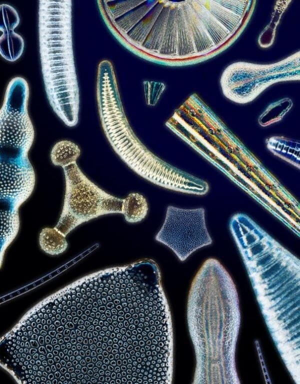 'Diatoms' by Optical Arts: A mesmerizing film honoring Klaus Kemp ...